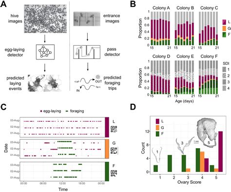 Figures And Data In Individual Differences In Honey Bee Behavior Enabled By Plasticity In Brain