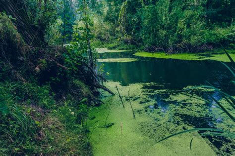 Que Son Las Cianobacterias
