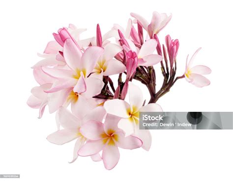 핑크 플루메리아 꽃 가지에 피는 향기로운 분홍색 꽃 흰색 배경에 고립 클리핑 경로 0명에 대한 스톡 사진 및 기타 이미지
