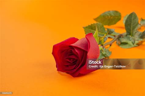 오렌지 배경에 아름 다운 단일 빨간 장미 꽃입니다 빨간 장미는 세계 여성의 날 어머니의 날 발렌타인 데이에 자신의 감정을 표현하고 단지 당신의 사랑하는 여자를 축하하기 위해