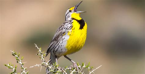 Bird Watching