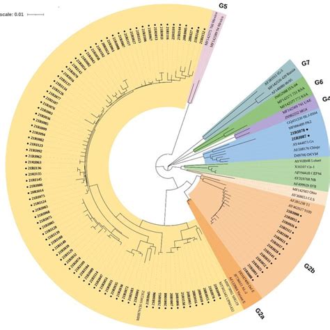 phylogenetic analysis of the nucleotide sequences of the hypervariable