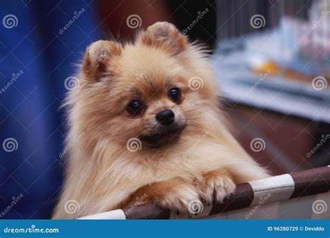 Hunderasse Pomeranian Spitz Stockbild Bild Von Nave Haar 96280729