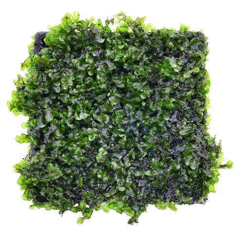 Microsorum Pteropus Prothallium Aquasabi Aquascaping Shop