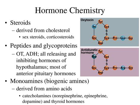 Chapter 17 Endocrine System Ppt Download