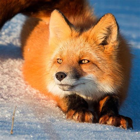 Beautiful Red Fox In The Snow Red Fox Paws Fox Back Paws Fox Stretching