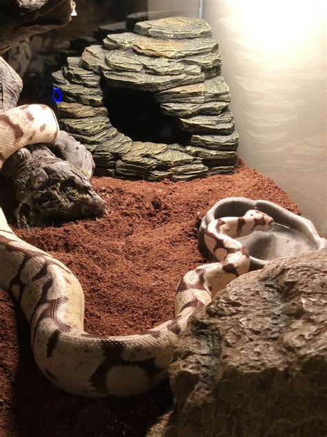 Diy Ball Python Enclosure Diy Home Renovation Ideas
