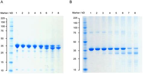 prostate specific antigen psa assay engineered cbg variants were