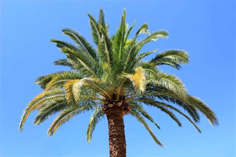 Palm Tree EPuzzle Photo Puzzle Palm Tree EPuzzle Photo Puzzle