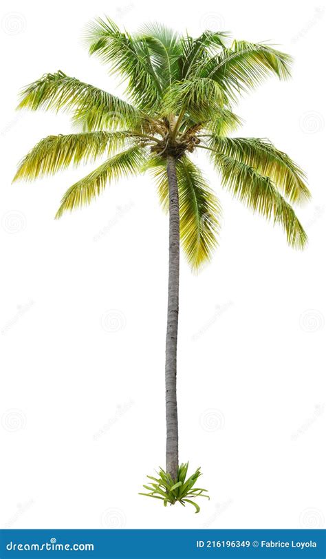 Coconut Tree Isolated On White Background Royalty Free Stock Image 31327462