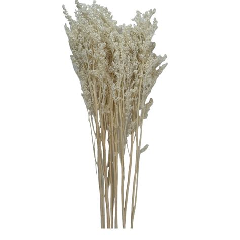 Preserved White Aster Preservedusa