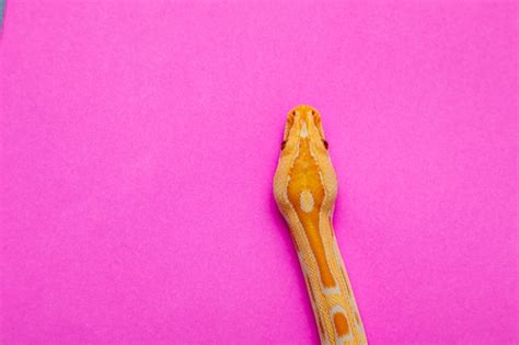 Premium Photo Python Molurus Bivitattus