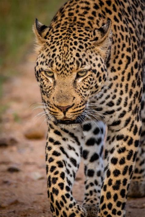 Lepard Print 29 Canvas And More