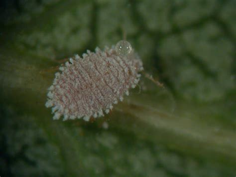 Pseudococcus Maritimus Bugguidenet