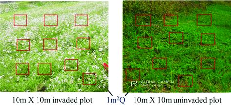 Design Of The Experimental Plots Showing 1m 2 Quadrats In 10m X 10 M