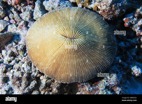 Common Mushroom Coral Fungia Fungites Underwater In The Tropical