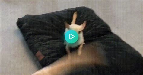 Git Offa My Bed  On Imgur