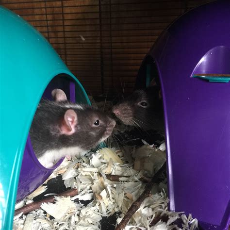 GitHub Insperatum Strawberry Rats