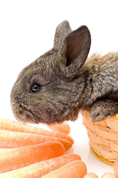20 Samall Fotografías De Stock Fotos E Imágenes Libres De Derechos Istock