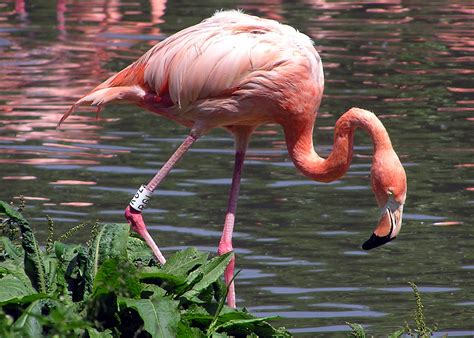 Souborcaribbean Flamingo Wikipedie
