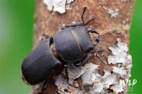 The Best Flash Diffusers For Macro Photography Wildmacro Extreme Macro Photography