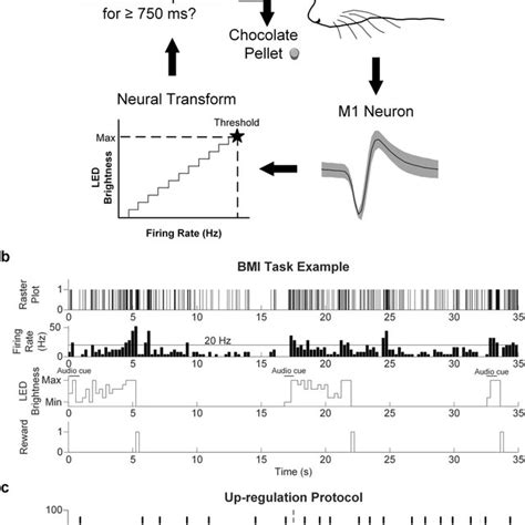 Neuron Classification Based On Spike Train Autocorrelation Histogram