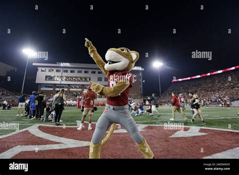 Washington State Mascot Butch T Cougar Leads Fans In A Cheer Before An