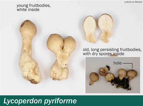 Lycoperdon Pyriforme Mushrooms Up Edible And Poisonous Species Of