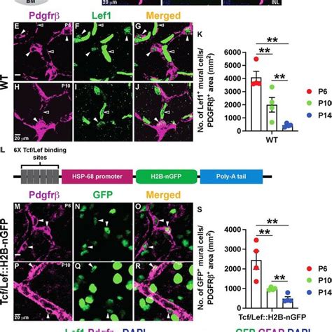 Apcdd1 − − Retinal Vessels Have More Extensive Astrocyte Endfeet Download Scientific Diagram