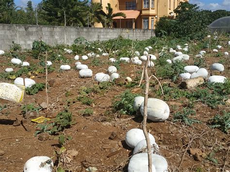 Calabase Sinoua All Size Available Fruits And Vegetables Facebook