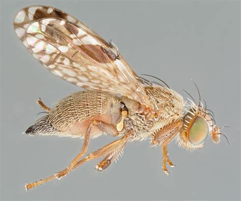 Tephritis Subpura Tephritis Subpura Bugguide Net