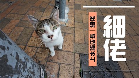 上水貓店長｜細佬 Youtube