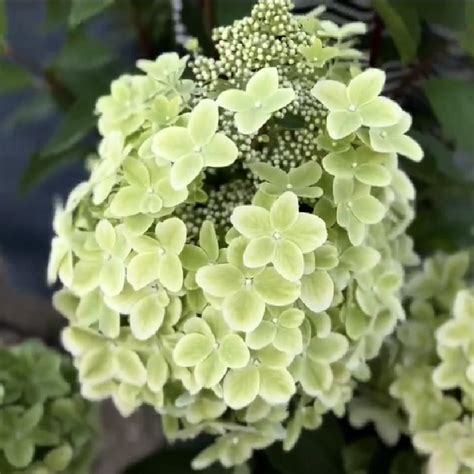 Metallica ️Металлика Гортензия метельчатая (paniculata)