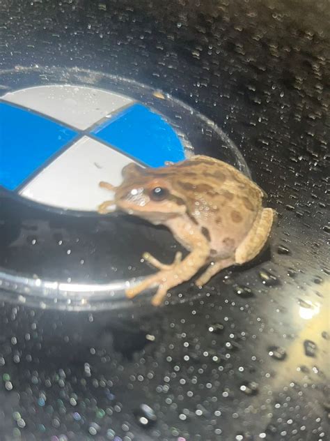 My Cousin Caught This Frog Around Eugene Oregon Rwhatisthisanimal