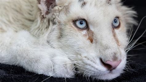 White Lion With Down Syndrome