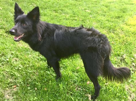 Schipperke Border Collie Mix