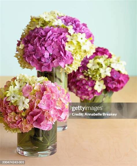 Annabelle Hydrangea Photos And Premium High Res Pictures Getty Images