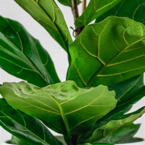 Fiddle Leaf Fig Ficus Lyrata Buy Online Oxy Plants