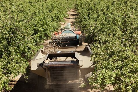 California Almonds Lifecycle I Ideal Mediterranean Climate