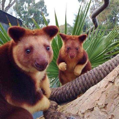 Turns Out Tree Kangaroos Exist And Its Impossible To Scroll Down This List Without Smiling