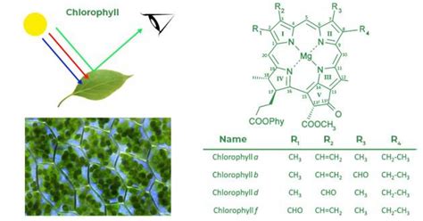 Photosynthetic Pigments Geeksforgeeks