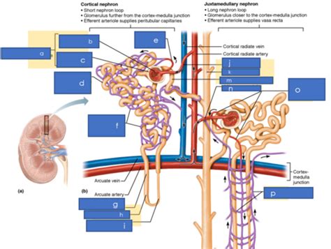 Biol 2311 Lab Urinary System Nichols Flashcards Quizlet