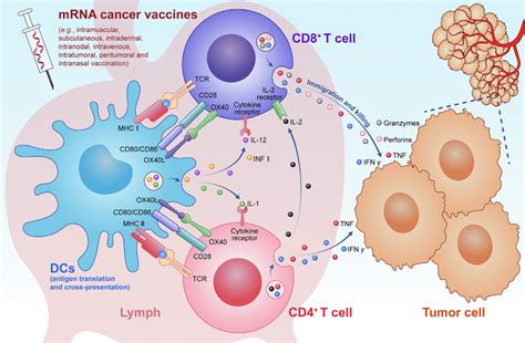 今晚有约 肿瘤mrna疫苗研发及工艺开发研究生物制品技术