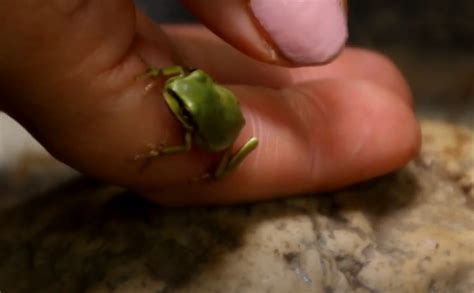 How To Breed Whites Tree Frogs 12 Steps Guide