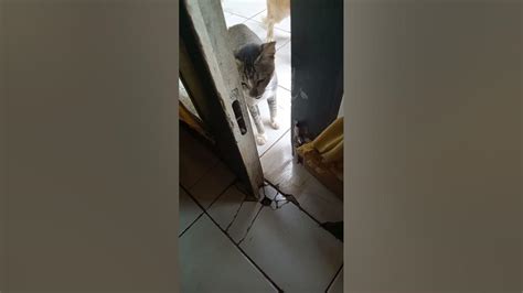 Ga Kena 🤣🤣🤣👌👍funnycuteshortsvideocatcatloverkucing Youtube