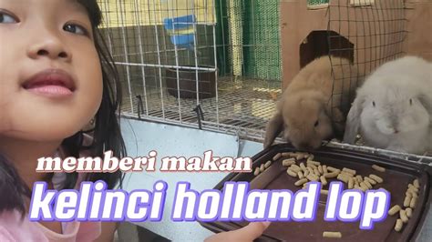 Kelinci Holland lop - Memberi makan kelinci - YouTube