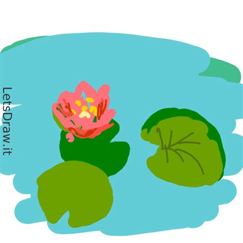 How To Draw Waterlily R Ztxzac Png LetsDrawIt