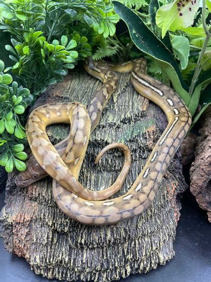 Marble Sunfire Tiger Reticulated Python By Titan Retics