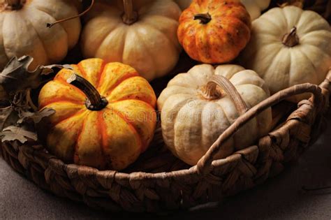 Autumn Mini Pumpkins In Rustic Woven Basket Stock Image Image Of