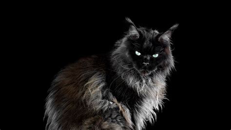 Ritratti Bestiali La Mostra Sui Nostri Animali Di Casa Come Non Li
